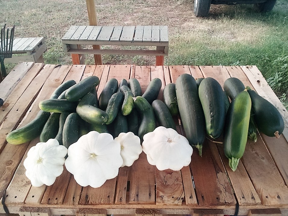 Elizabeth Roesler, The Heart of Lubbock Community Garden, Texas, USA ...