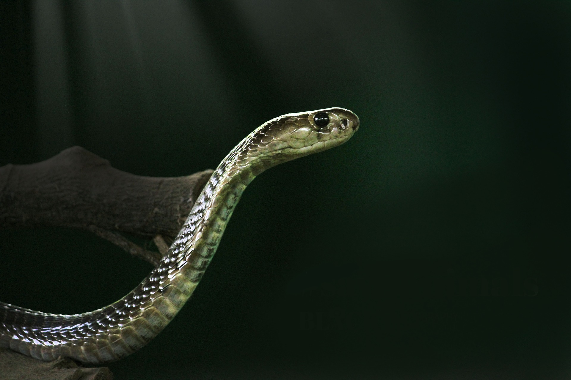 Murthy Kantimahanti, Community-based Conservation of King Cobras in the ...