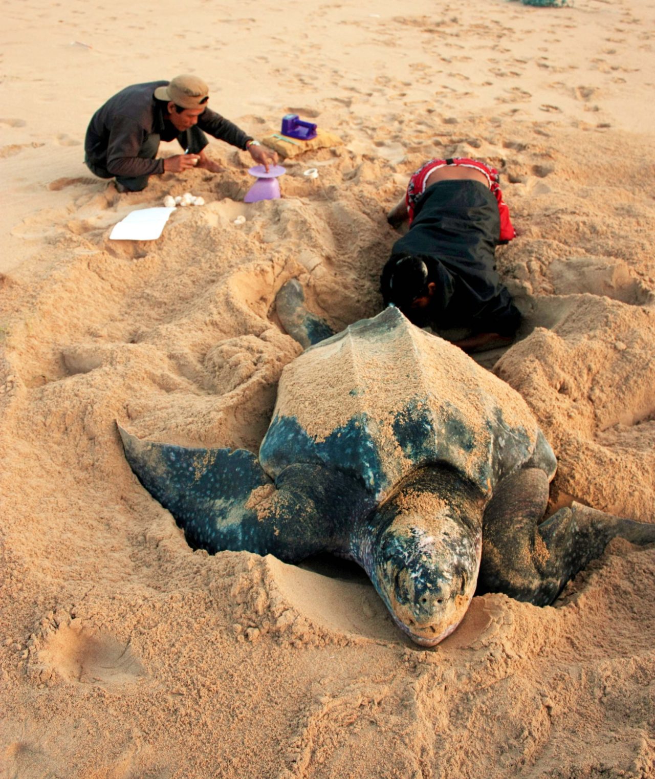 Environmental Regeneration - The Pollination Project