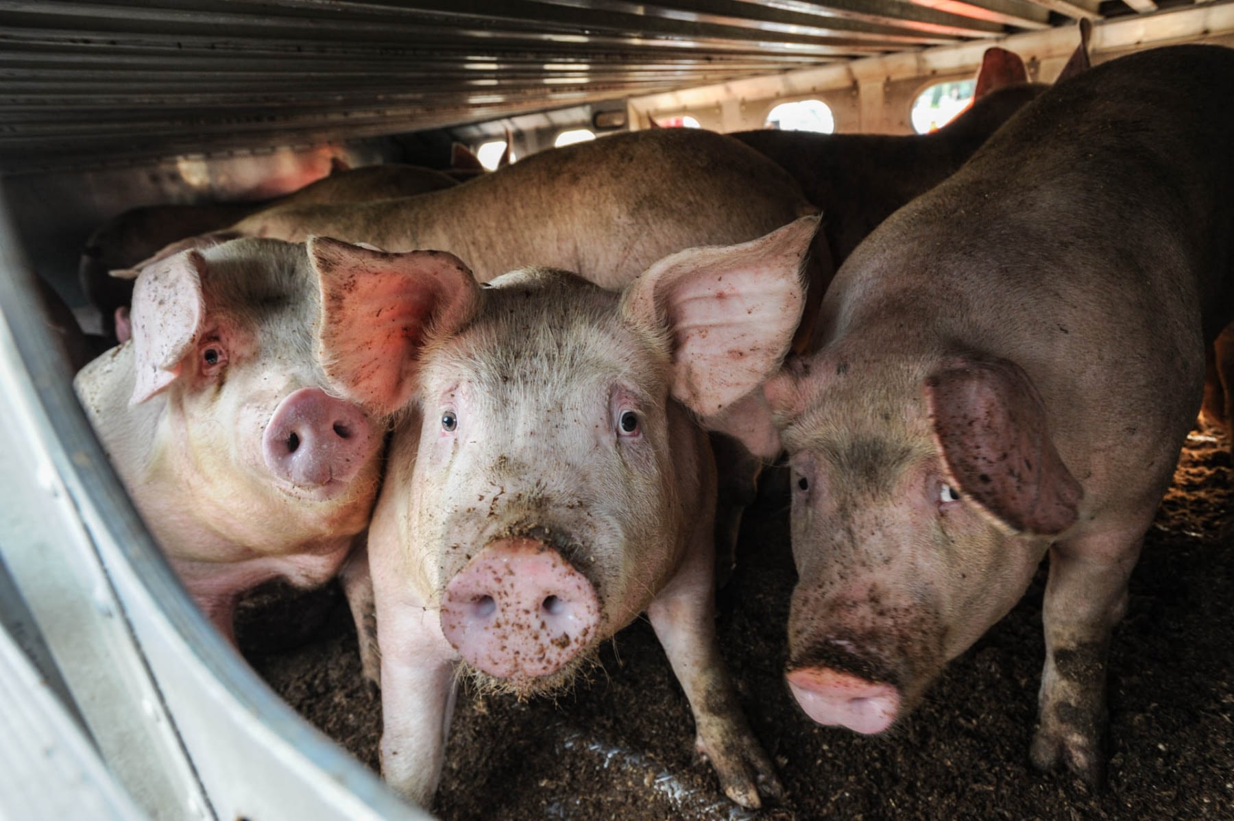 Virtual Animal Advocates Retreat - The Pollination Project