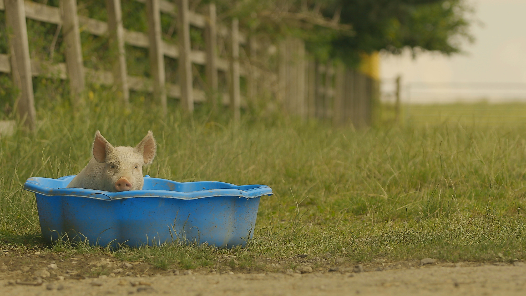 When Pigs Escape - The Pollination Project