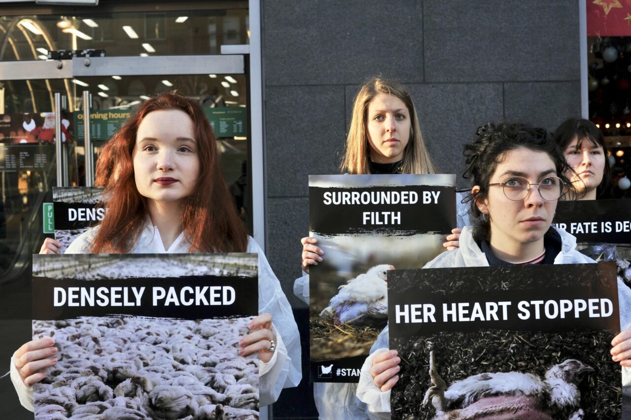 Animal Rights & Welfare - The Pollination Project