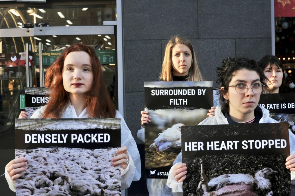 Global Animal Advocacy - The Pollination Project