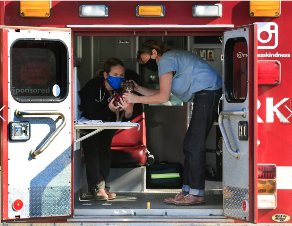 Animal Rights & Welfare - The Pollination Project