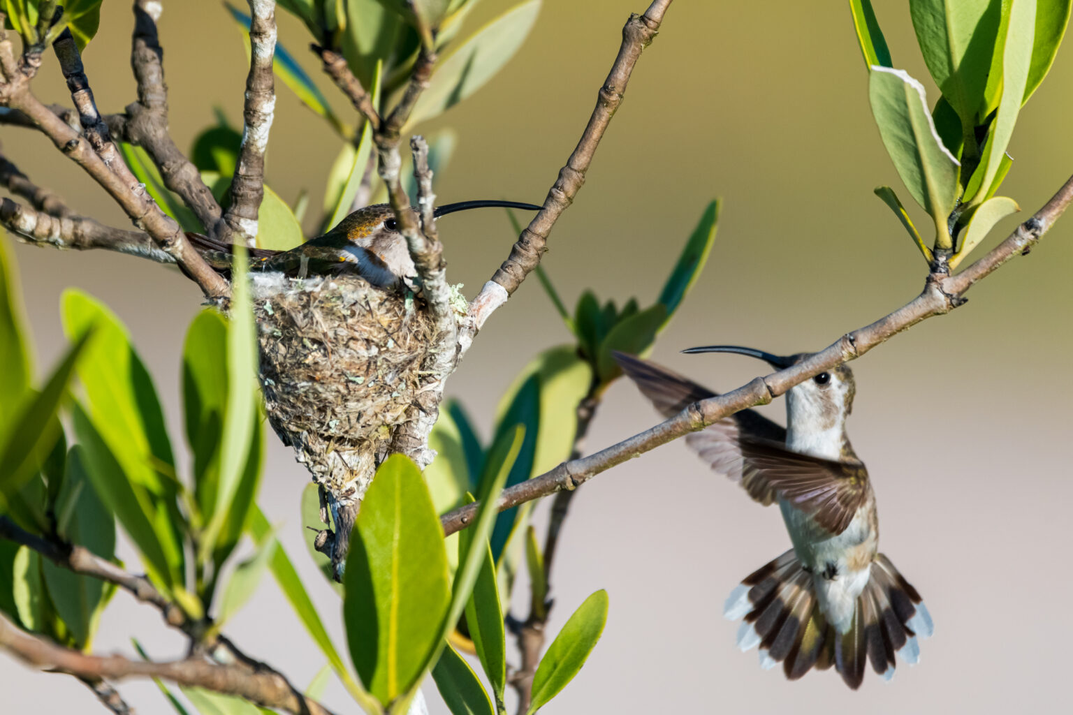 Wings of Hope: Protecting Hummingbirds Through Storytelling