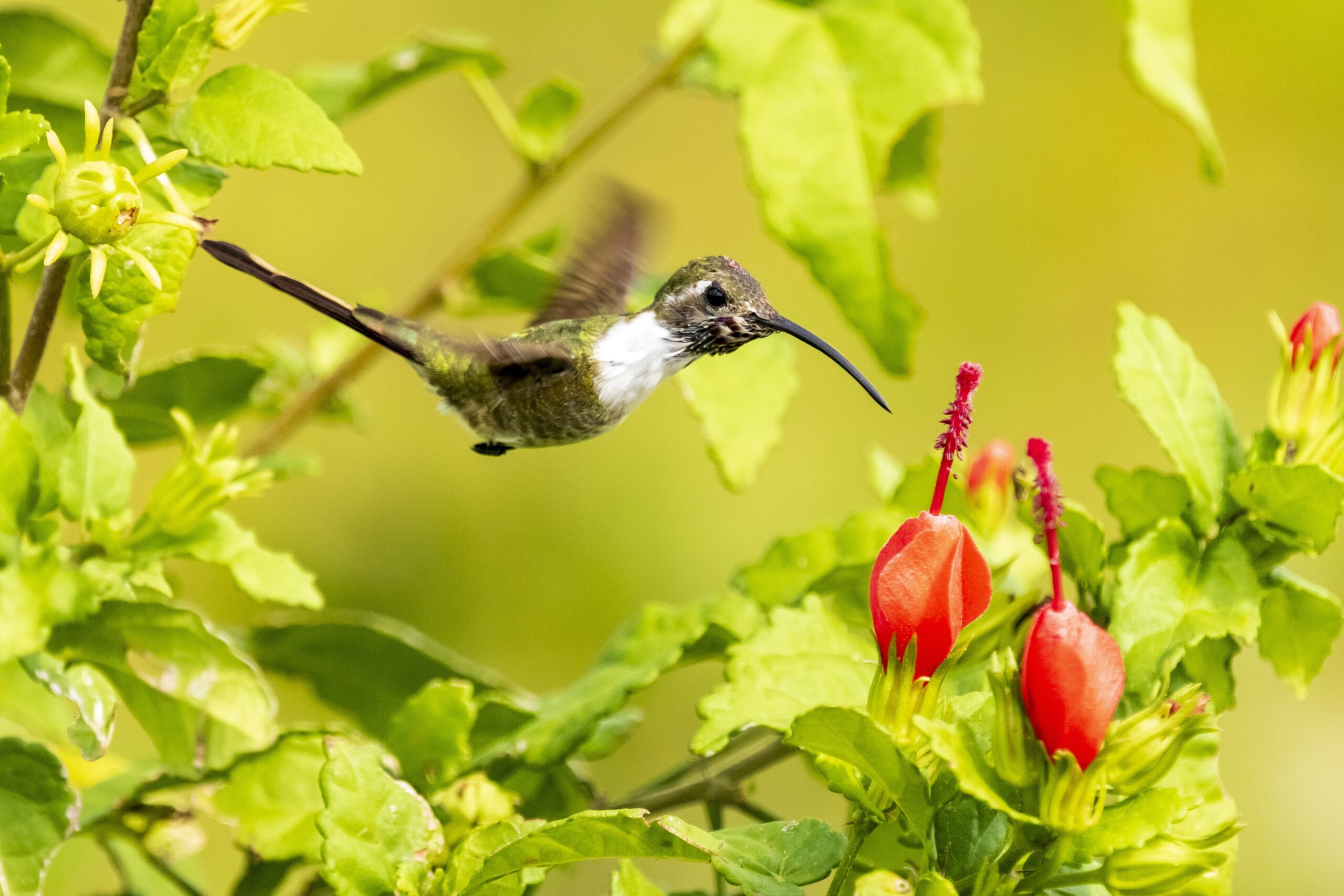 Wings of Hope: Protecting Hummingbirds Through Storytelling