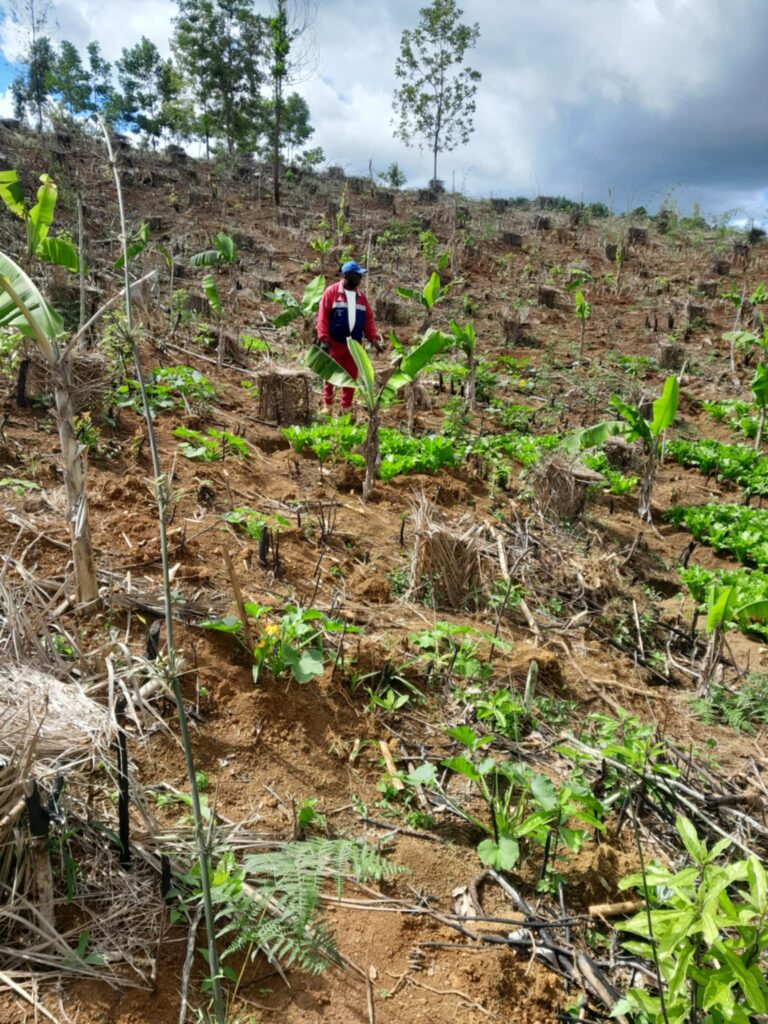 Agroforestry Rooted in Community Vision