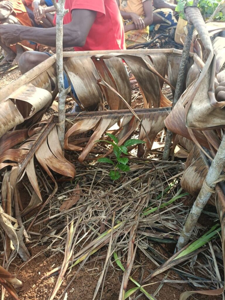 Agroforestry Rooted in Community Vision