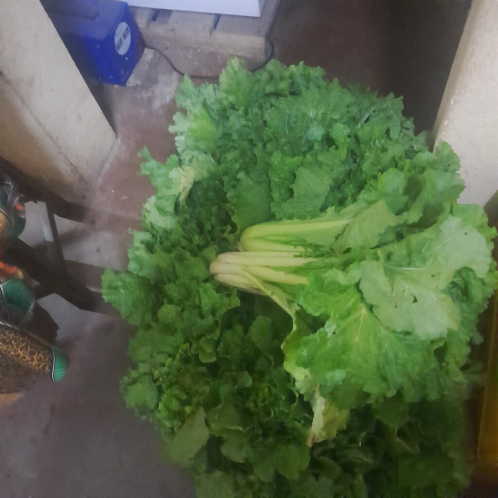 Agroforestry Rooted in Community Vision